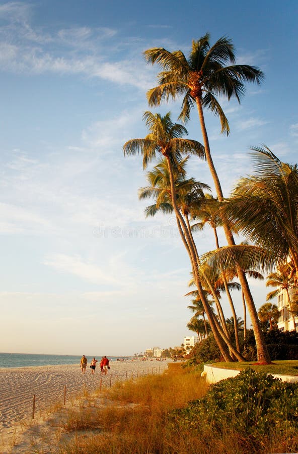 Palm trees on the beach stock photo. Image of three, foot - 6465070