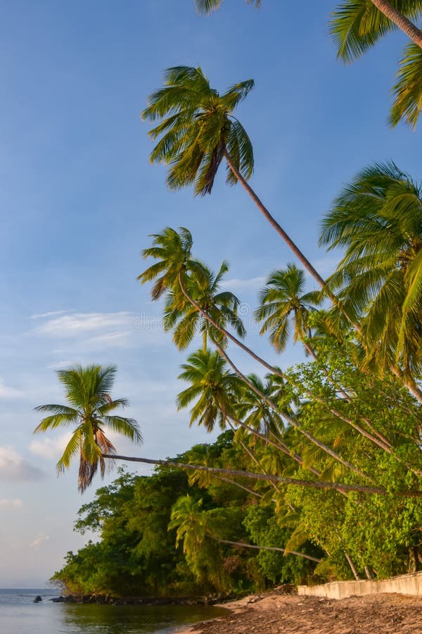 Palm Trees on the Beach Growing Sideways Stock Image - Image of island ...