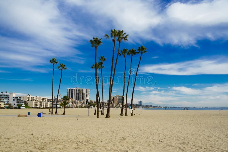 Palm Trees at a Beach in Long Beach Stock Photo - Image of ocean, tree ...