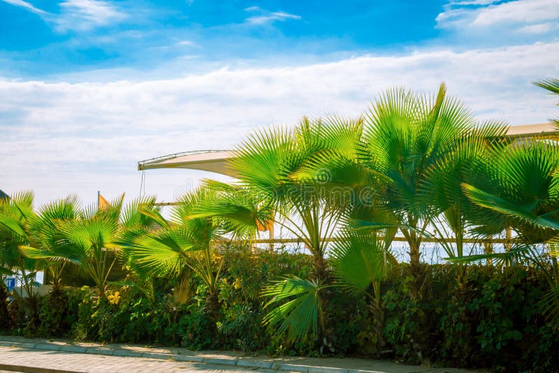 Palm Trees by the Beach of the Mediterranean Sea in Antalya, Turkey ...