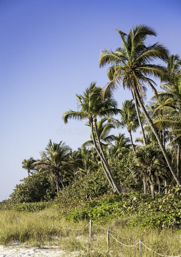 Palm Trees on the Beach in Naples, Florida Stock Photo - Image of plant ...