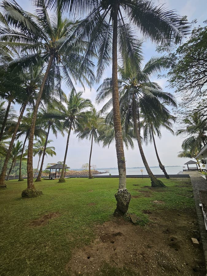 Palm Trees in Beach Resort with Morning Ambience Stock Image - Image of ...