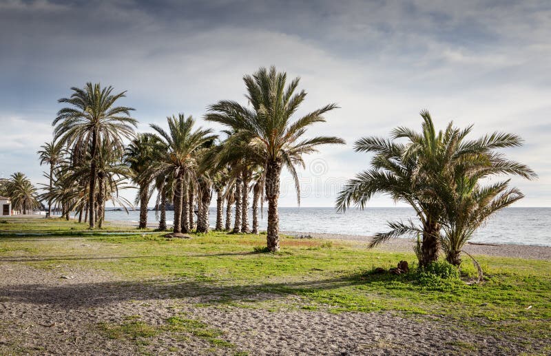 Palm Trees on a Beach in Spain Stock Image - Image of shore, seaside ...