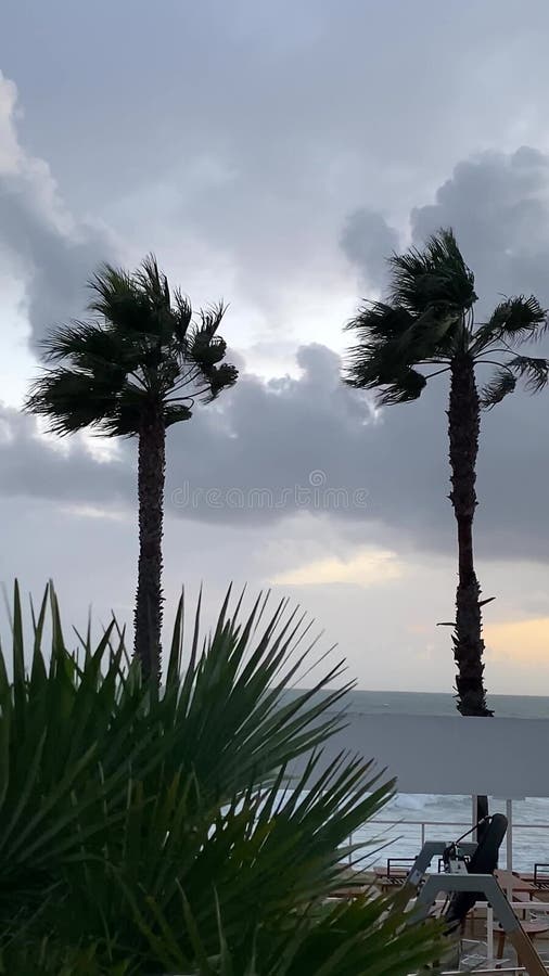 Palm Trees on the Beach Sway in a Strong Wind in a Storm Stock Video ...