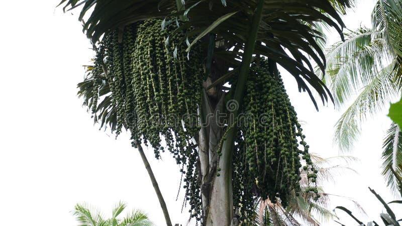 Palm Trees Bear Very Heavy Fruit Stock Photo - Image of bear, forest ...