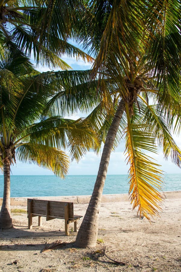 Palm Trees and Bench stock photo. Image of scenic, summer - 35581368