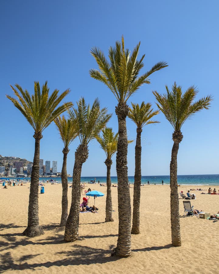 Palm Trees in Benidorm editorial stock image. Image of european - 146102759