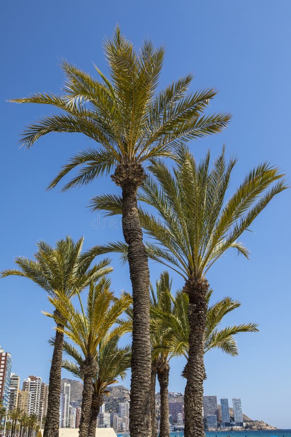 Palm Trees in Benidorm stock image. Image of interest - 146102633