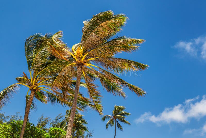 491 Palm Trees Blowing Wind Stock Photos - Free & Royalty-Free Stock ...