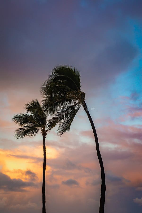 Palm Trees Blowing in the Wind with Dramatic Clouds in the Background ...