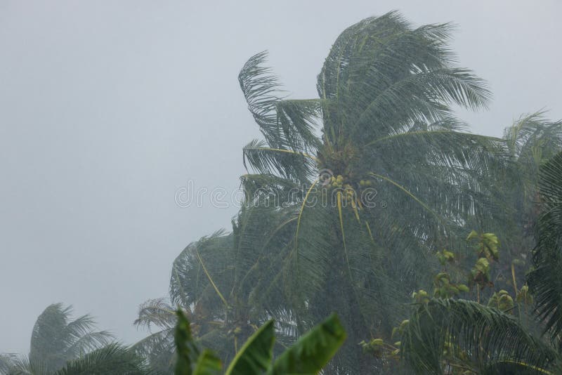 Palm Trees Blowing in the Wind during Hurricane Stock Image - Image of ...