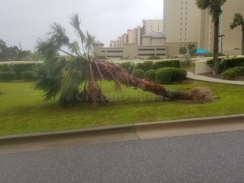 Palm Trees Blown Over from Sally Stock Image - Image of asphalt, palm ...
