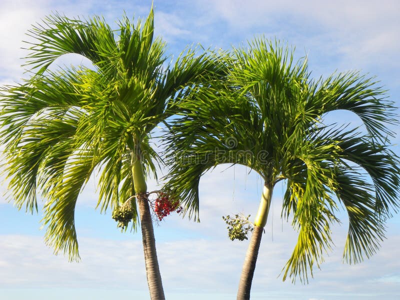 Palm Trees on a Blue Background Stock Photo - Image of blue, wood: 95748240