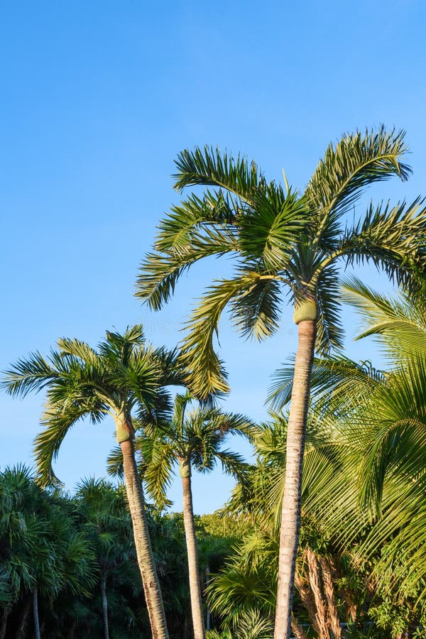 Palm Trees on a Blue Sky Background. Mexico, Riviera Maya. Stock Image ...