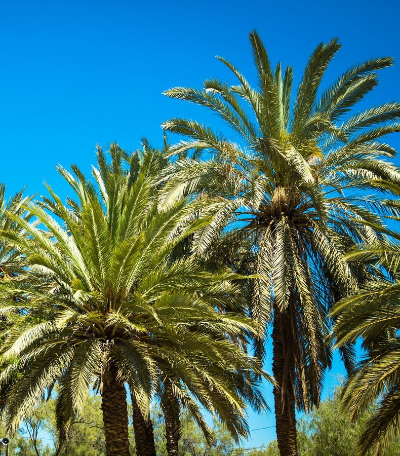 Palm Trees on the Blue Sky Background Stock Photo - Image of coast ...