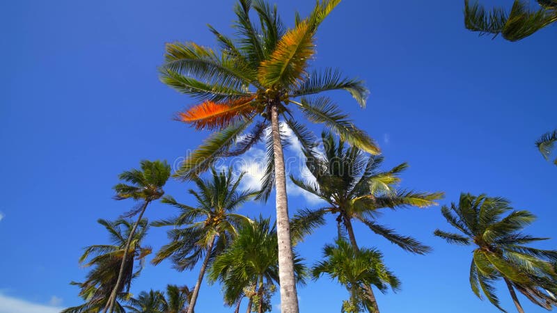 Palm Trees on a Blue Sky Ith White Puffy Cloud Stock Footage - Video of ...