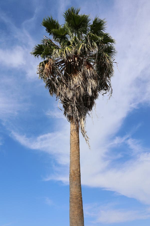 Palm trees on blue sky stock photo. Image of tropics - 275956830