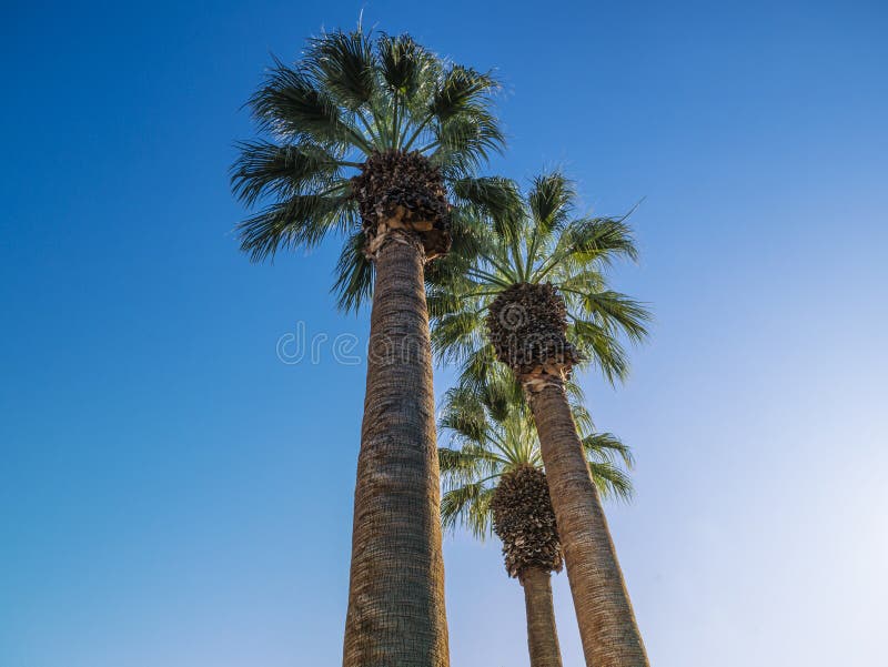 Palm Trees in the Blue Summer Sky. Vacation Time Stock Photo - Image of ...