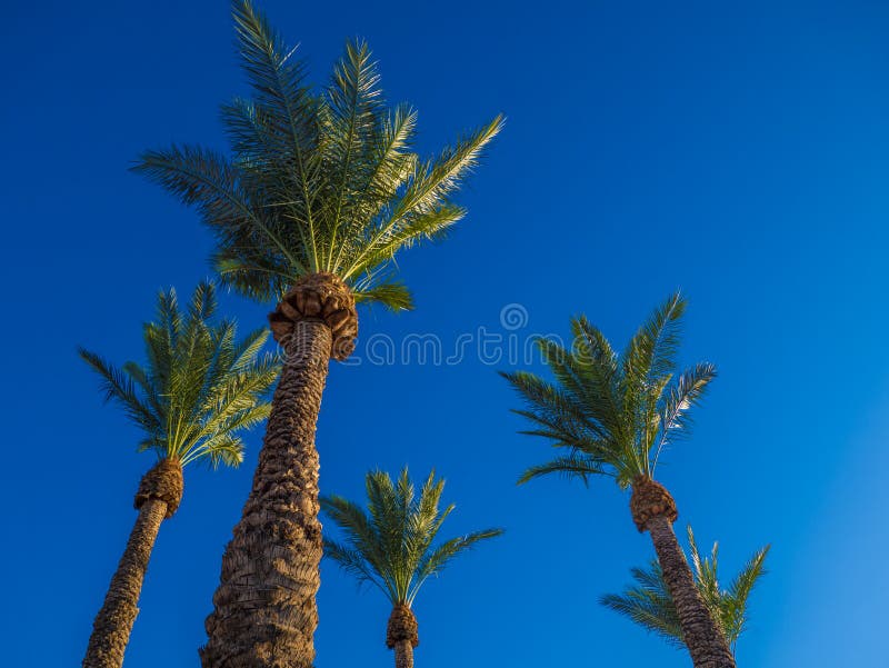 Palm Trees in the Blue Summer Sky. Vacation Time Stock Photo - Image of ...