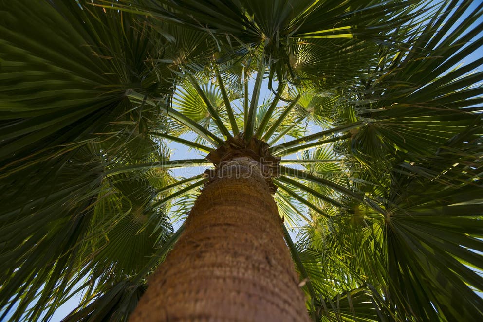 Palm Trees Bottom View. Top of Palm Tree Against Blue Sky Stock Image ...
