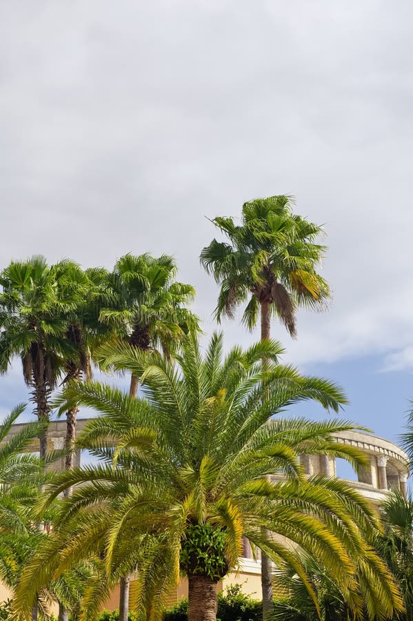 Palm trees and building stock photo. Image of fronds, coliseum - 5064604