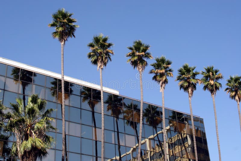 Palm trees and building stock photo. Image of tall, nature - 899904