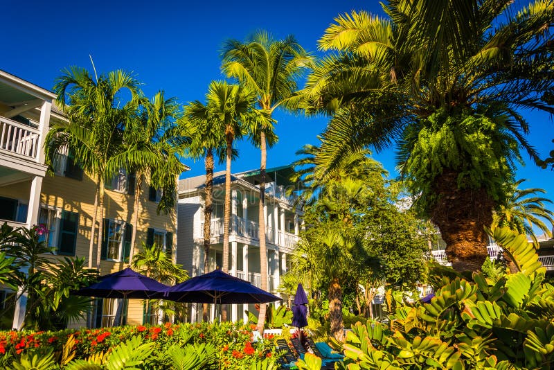 Palm Trees and Buildings in Key West, Florida. Stock Photo - Image of ...