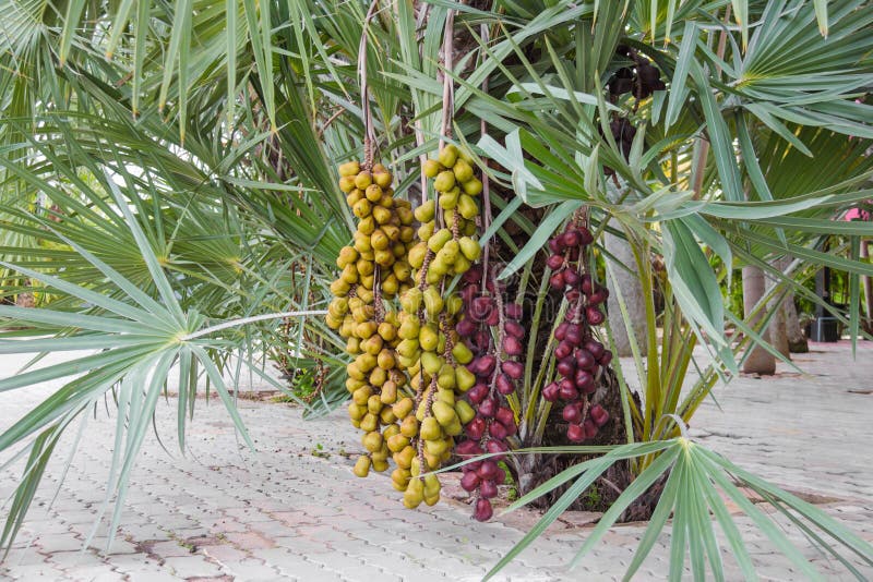 Palm trees and bunch stock image. Image of leaf, plant - 35993203