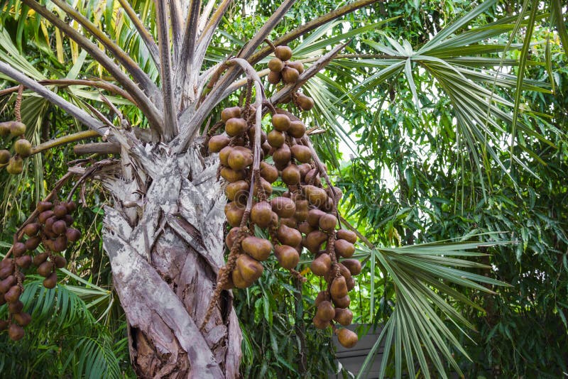 Palm trees and bunch stock image. Image of tree, botany - 35993397