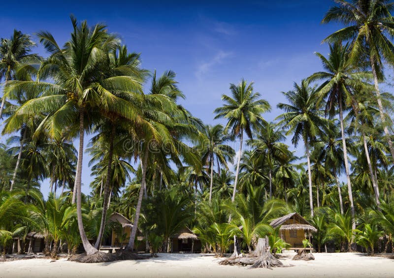Palm Trees and Bungalow on the Beach Stock Photo - Image of relax ...