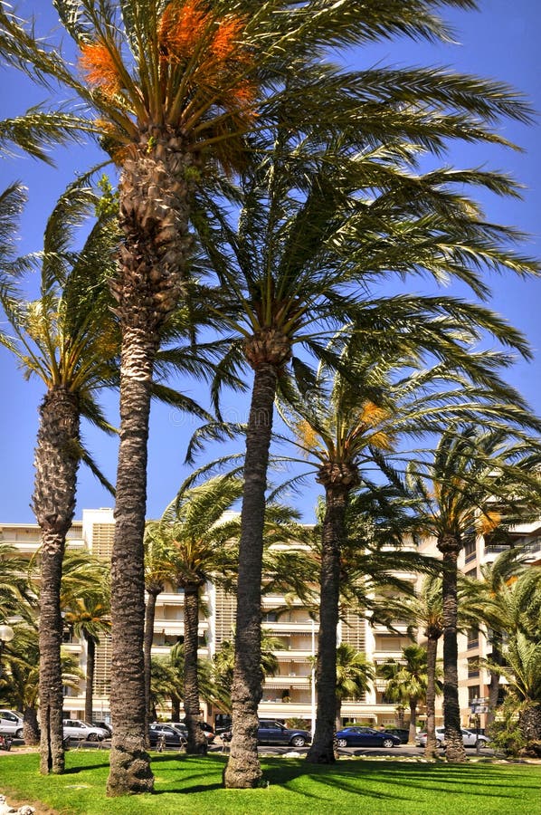 Palm Trees at Cannes in France Stock Photo - Image of alps, europe: 11024884