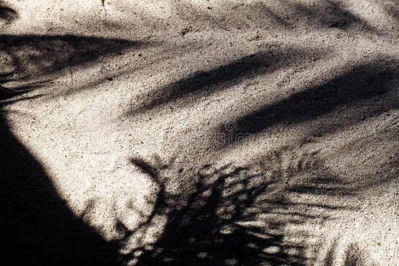 Palm Trees Cast Shadows on the Smooth White Sand of a Remote Tropical ...