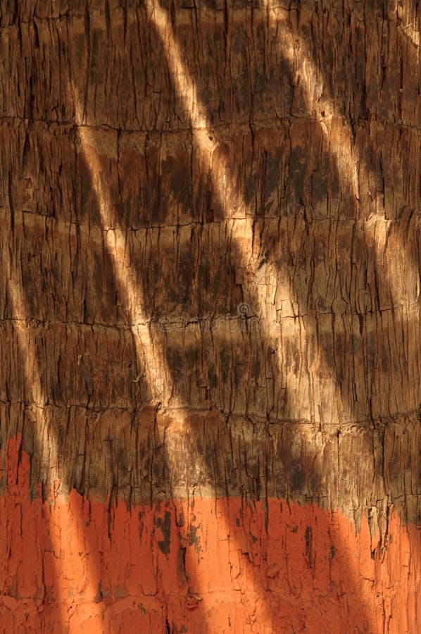 Palm Trees Cast Shadows on Tree Trunk. Creative Fine Art Background ...