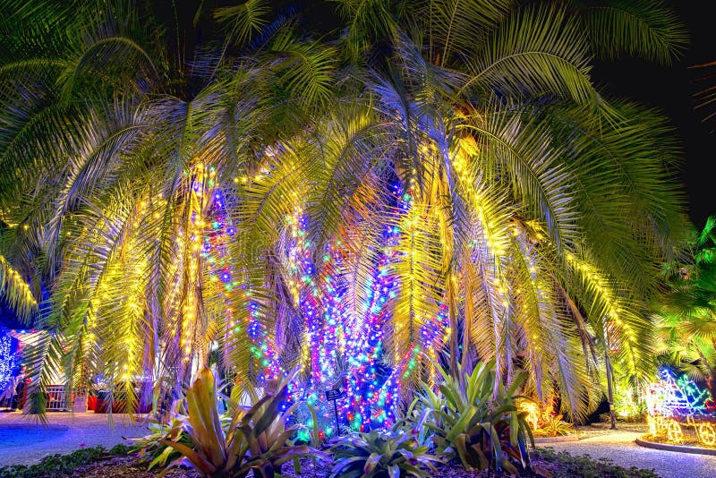 Palm Trees Christmas Lit at Night Stock Image - Image of decorations ...
