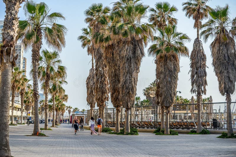 Palm Trees in the City Park. Tel Aviv, Israel Editorial Photography ...