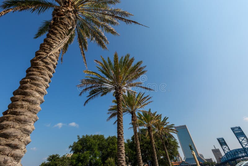 Palm Trees and City Skyline Stock Image - Image of skyline, tourism ...