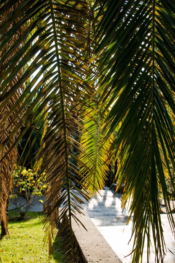 Palm trees close up stock photo. Image of island, close - 183439512