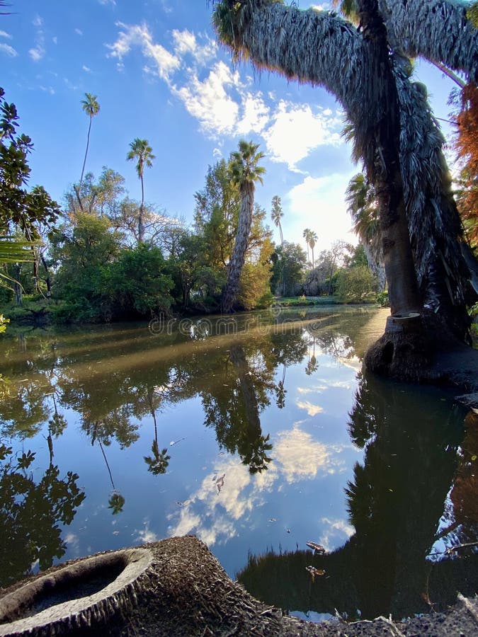 Palm Trees and Clouds Reflecting on Water Swamp Surface Stock Image ...