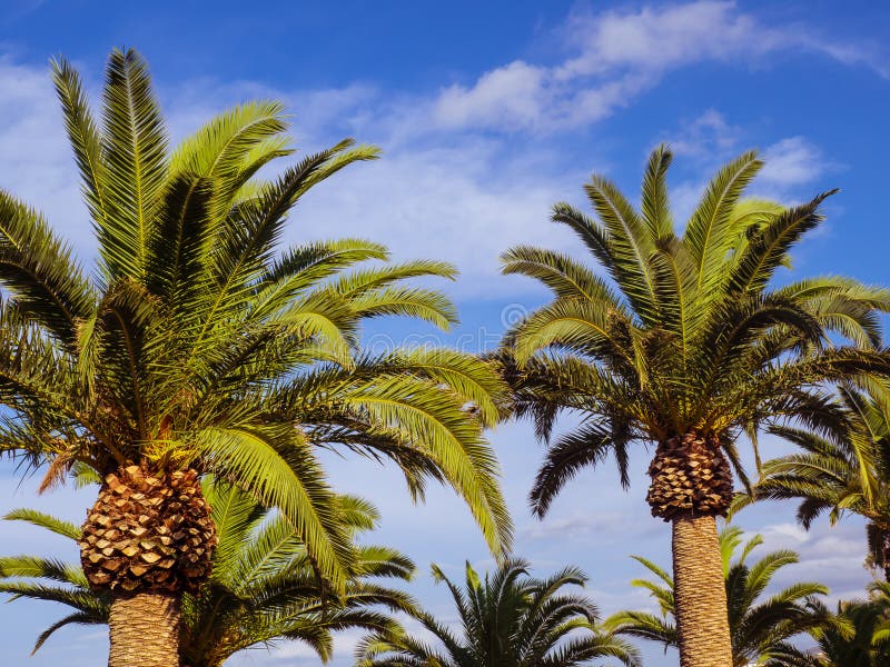 Palm Trees and Cool Blue Skies Stock Image - Image of sunny, plant ...