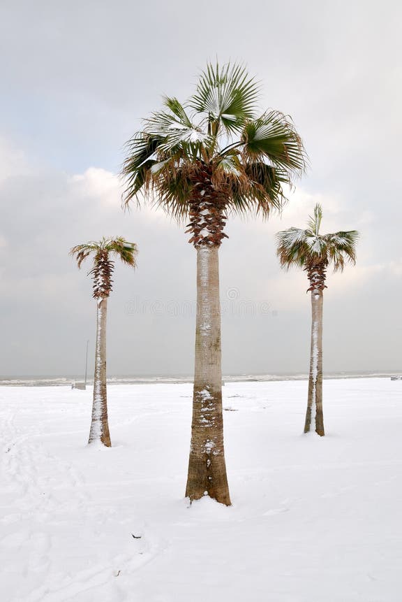 Palm Trees Covered with Snow Stock Image - Image of cloud, white: 19271743