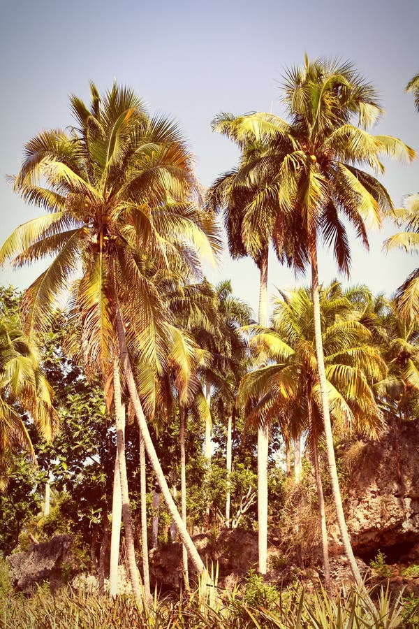 Palm trees in Cuba stock image. Image of vacation, bush - 45042647