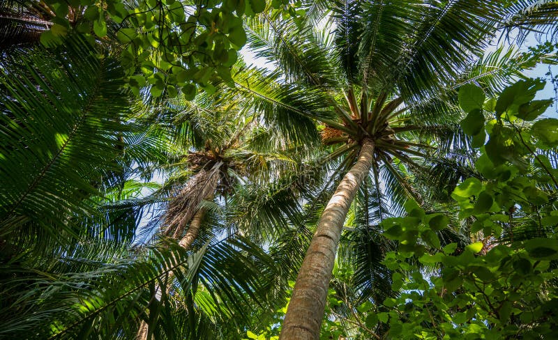 Palm Trees in a Dense Green Forest Stock Image - Image of outside, wild ...