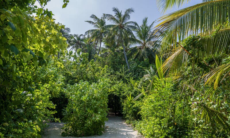 Palm Trees in a Dense Green Forest Stock Image - Image of wild, calm ...
