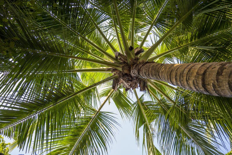 Palm Trees in a Dense Green Forest Stock Photo - Image of plant ...