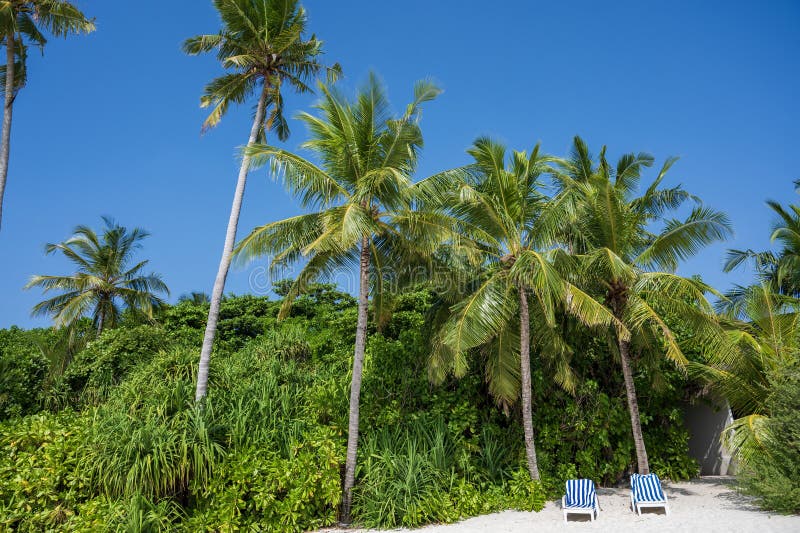 Palm Trees in a Dense Green Forest Stock Image - Image of sand, fresh ...
