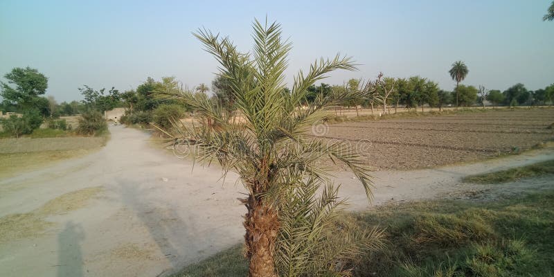 Palm trees in the desert stock image. Image of villgae - 318229265