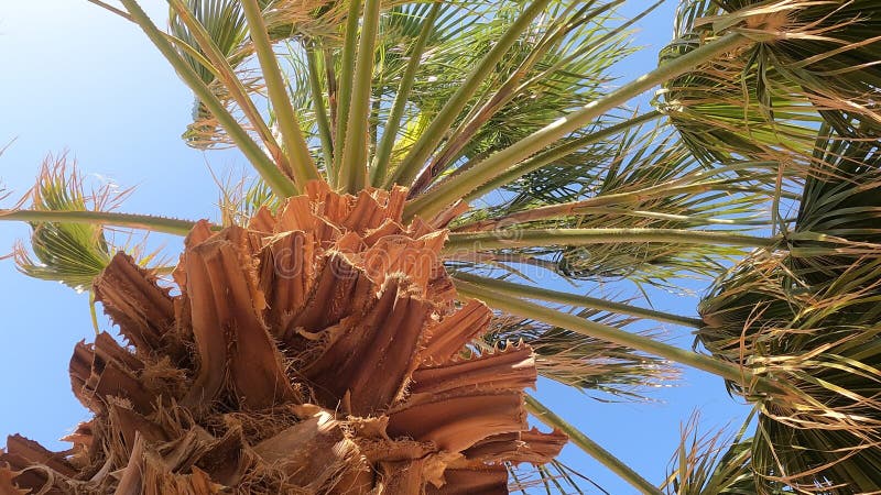 Palm Trees Develop in the Wind. Bottom Up View. Cloudy Sky Stock ...