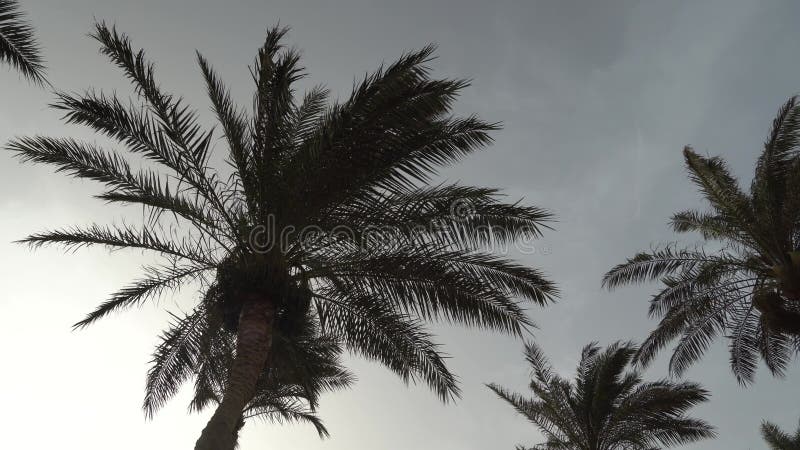Palm Trees Develop in the Wind. Bottom Up View. Cloudy Sky Stock ...