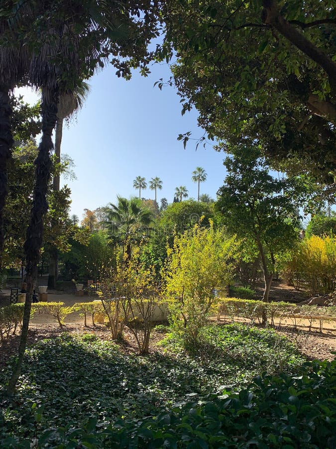 Palm trees in the distance stock photo. Image of vegetation - 166851720