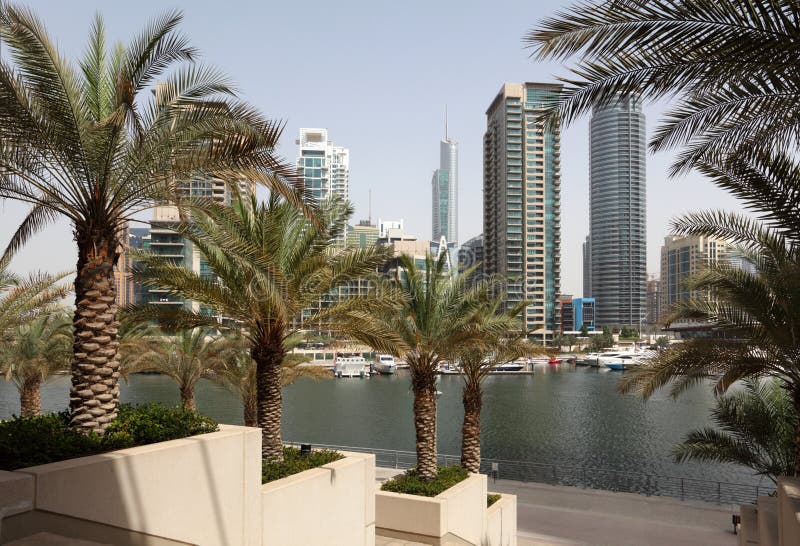 Palm Trees at Dubai Marina stock image. Image of luxury - 20437205